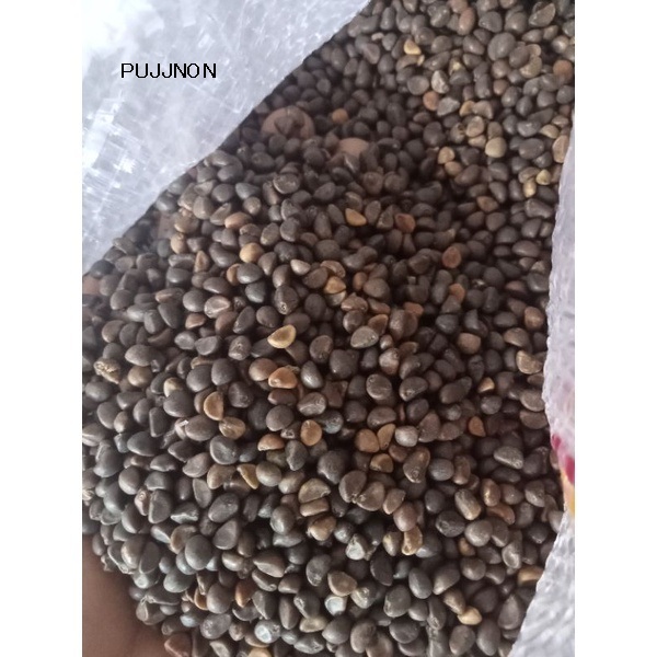 Jual 250 Butir Biji Benih Kangkung Water Spinach Mudah Ditanam Sayur ...