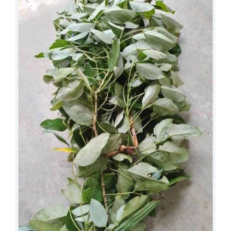 Jual Daun Cangkring Segar 300 Gram Obatnya Herbal Cacar Gatal Murah ...