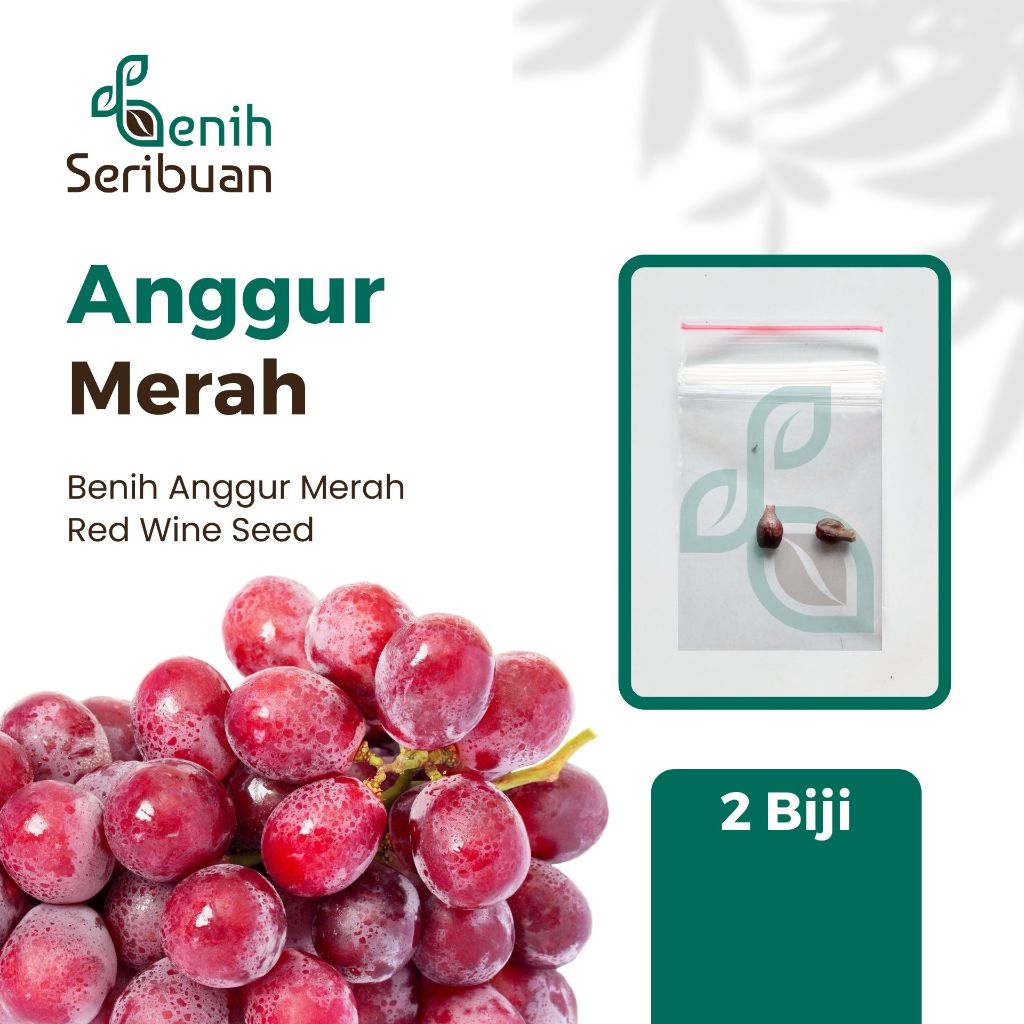 Jual 2 Benih Anggur Merah Red Grape Import Buah Rambat Super Premium ...