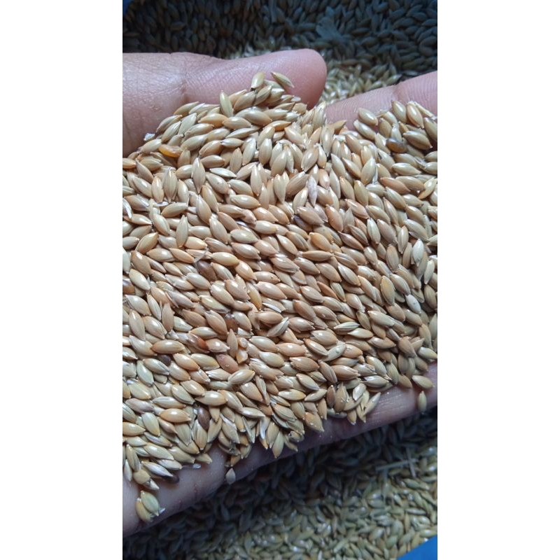 Jual PAKAN BURUNG MILET KENARI SEED KEMASAN REPACK 250 GRAM KENARI SEED ...