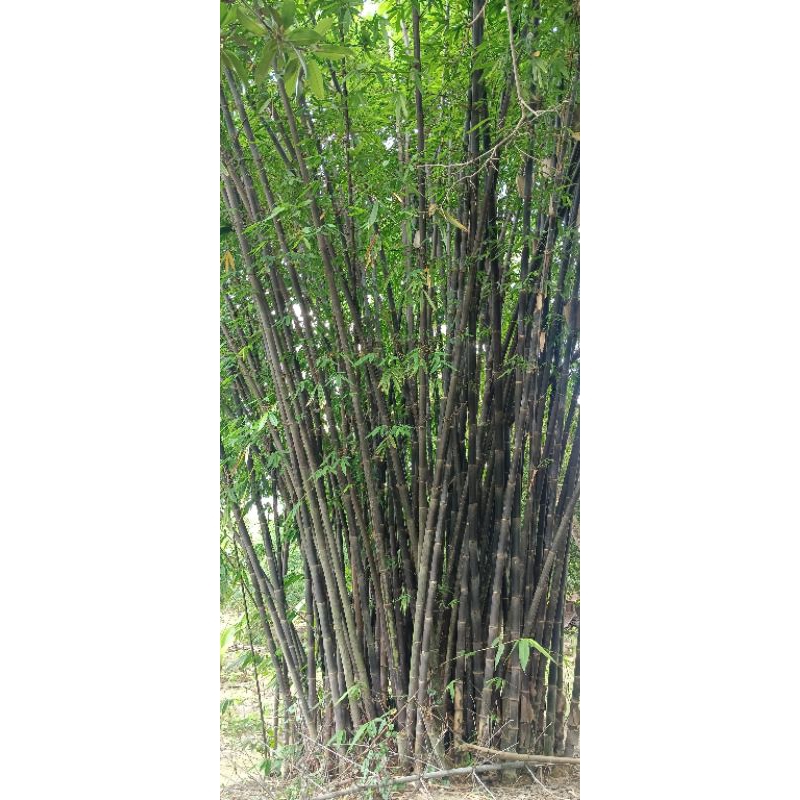 Jual bonggol akar bambu wulung, bonggol bambu hitam. | Shopee Indonesia