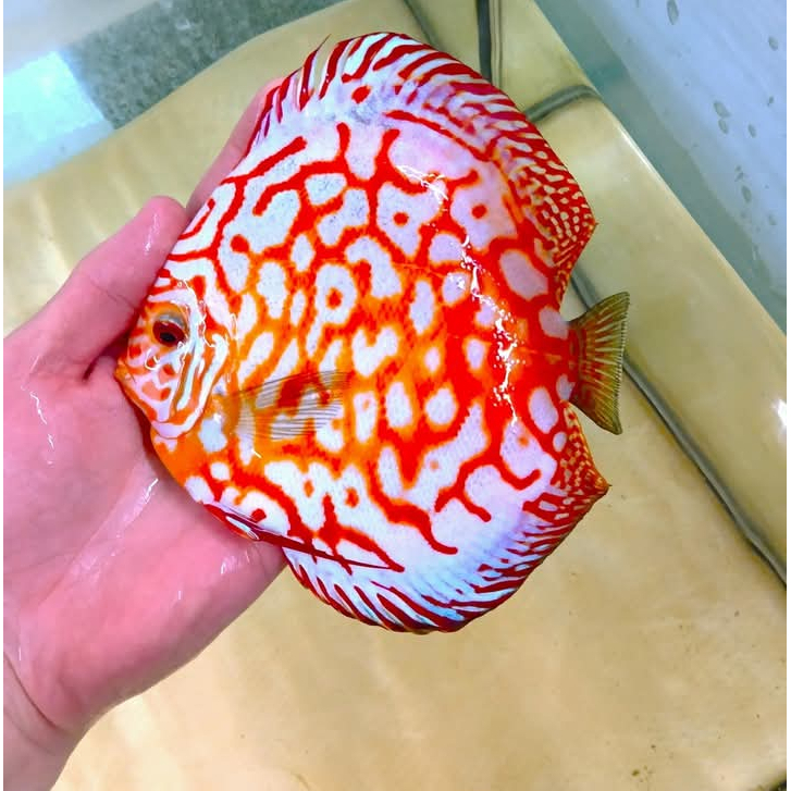 Jual hiasan aquarium ikan discus super pigeon ckb | Shopee Indonesia