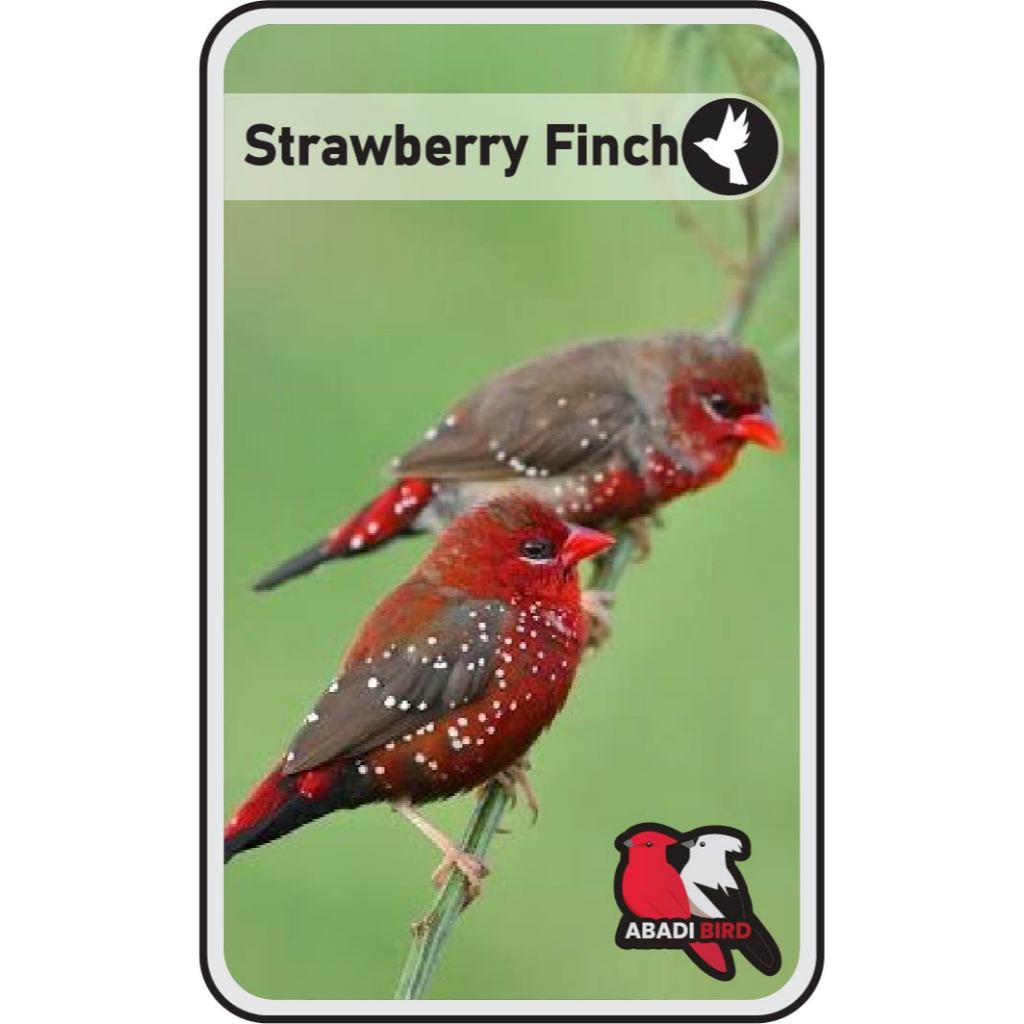 Jual Strawberry Finch Palmerah | Shopee Indonesia