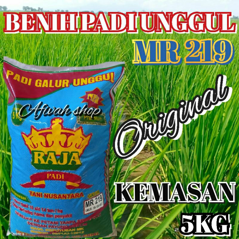 Jual BENIH PADI UNGGUL TERBARU MR219 JUMBO TAHAN REBAH KEMASAN 5KG ORI ...