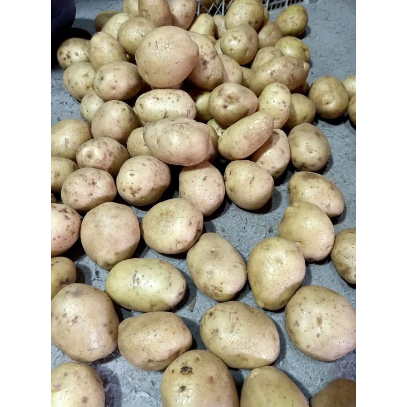 Jual kentang asli Dieng 1 kg kualitas bagus | Shopee Indonesia