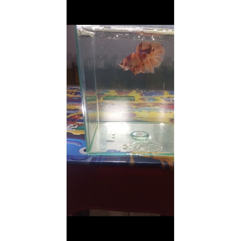 Jual Cupang nemo klasik ( sesuai foto & video ) | Shopee Indonesia