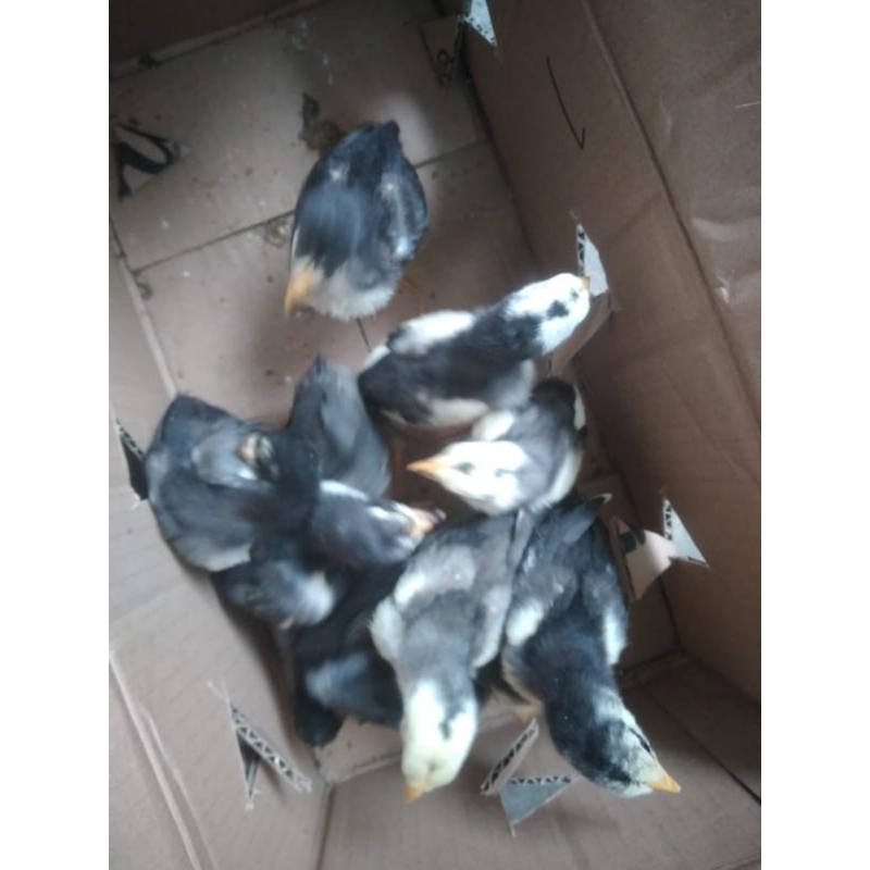 Jual Ayam Jago Kampung Asli Terlengkap & Harga Terbaru Juni 2026 ...