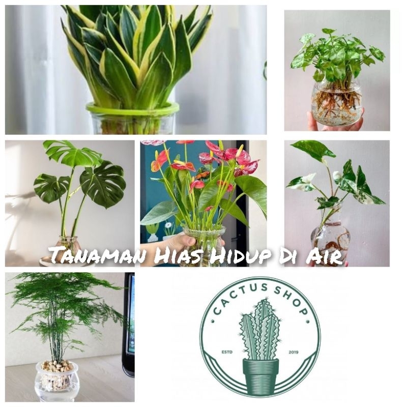 Jual Tanaman Hias Yg Hidup Di Air Tanaman Indoor Tanaman Hidup Dekorasi ...