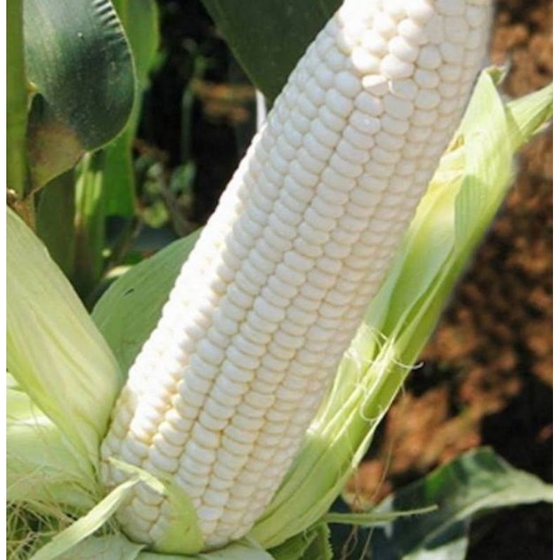 Jual BENIH JAGUNG PUTIH PULUT KETAN MANIS MADU (COD )1000 gram(1kg ...