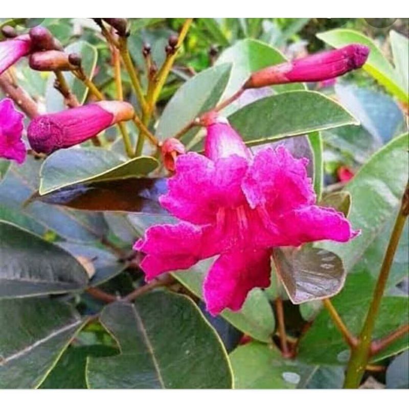Jual Tanaman Tabebuya bunga merah, tinggi 1 meteran | Shopee Indonesia