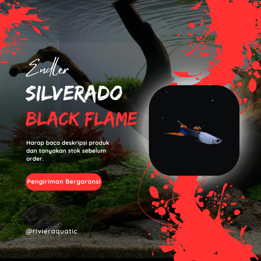Jual Silverado Black Flame Endler Mini Guppy Hiasan Aquascape | Shopee ...