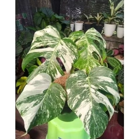 Jual Monstera Varigata Monvar Menor Kode TKm Tanaman hias | Shopee ...