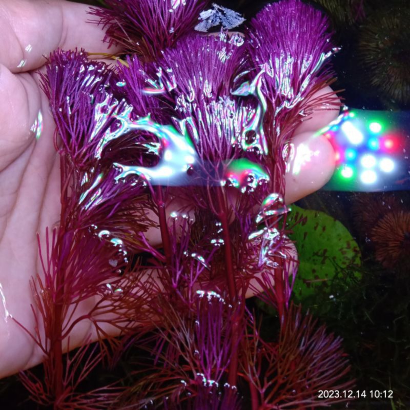 Jual Cabomba super red furcata | Shopee Indonesia