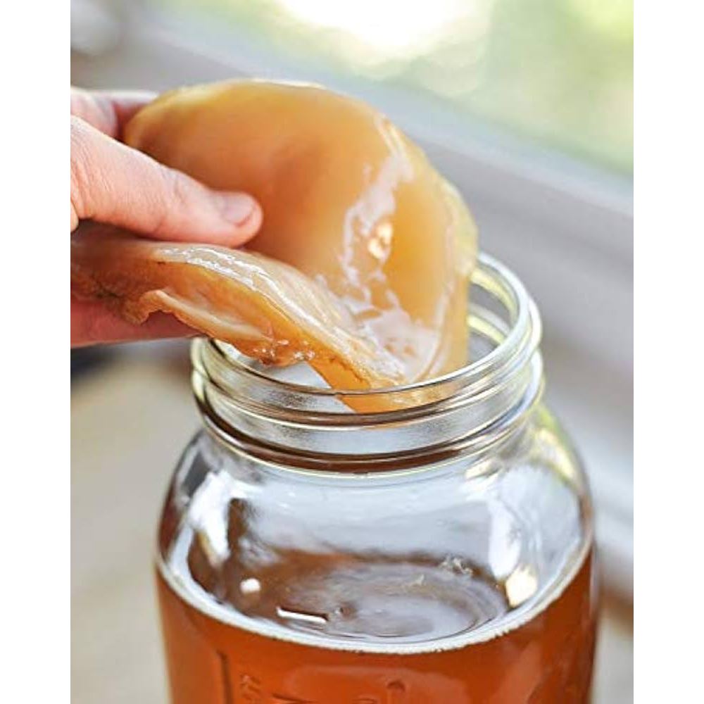 Jual SCOBY BIBIT BIANG TEH KOMBUCHA - Diameter 8 - 10 cm 8x8 16x16 ...