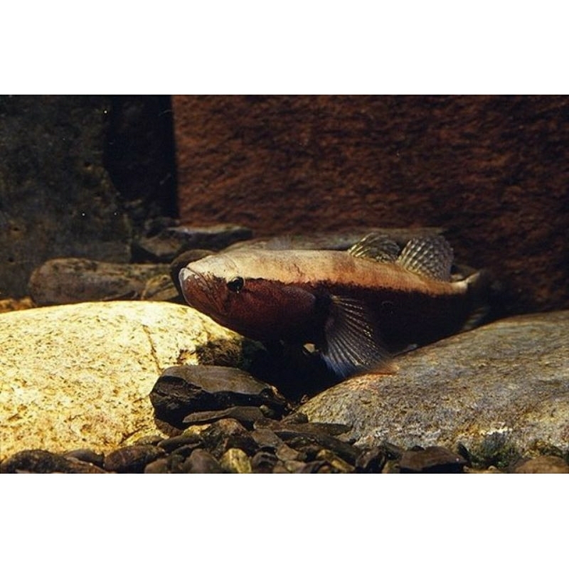 Jual Goby Eleotris Sp | Shopee Indonesia