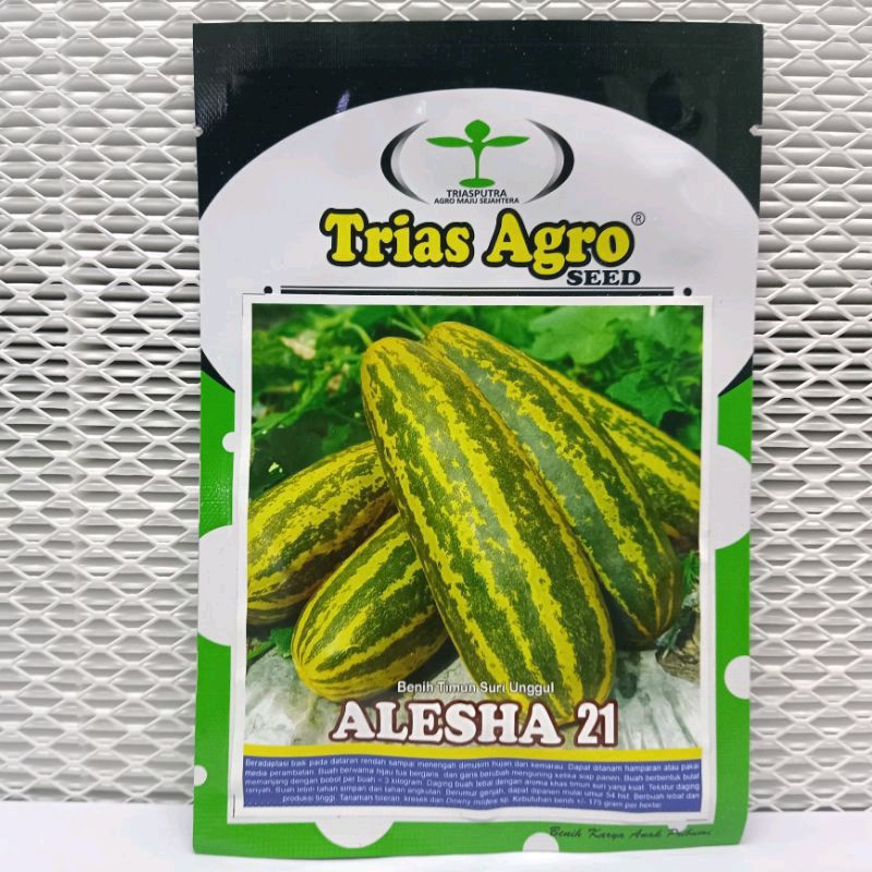 Jual Benih Timun Suri Unggul Jumbo Alesha 21/ Tipe Lorek Blaster (Perawatan Mudah Produksi ...