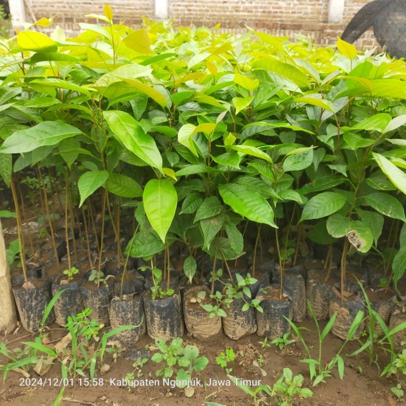 Jual Bibit Mahoni Bibit Tanaman Pohon Mahoni Atau Swietenia Mahagoni ...