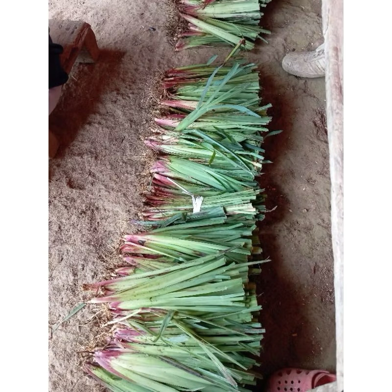 Jual rumput sataria pakan ternak marmut,kura kura,kambing dll 500grm ...