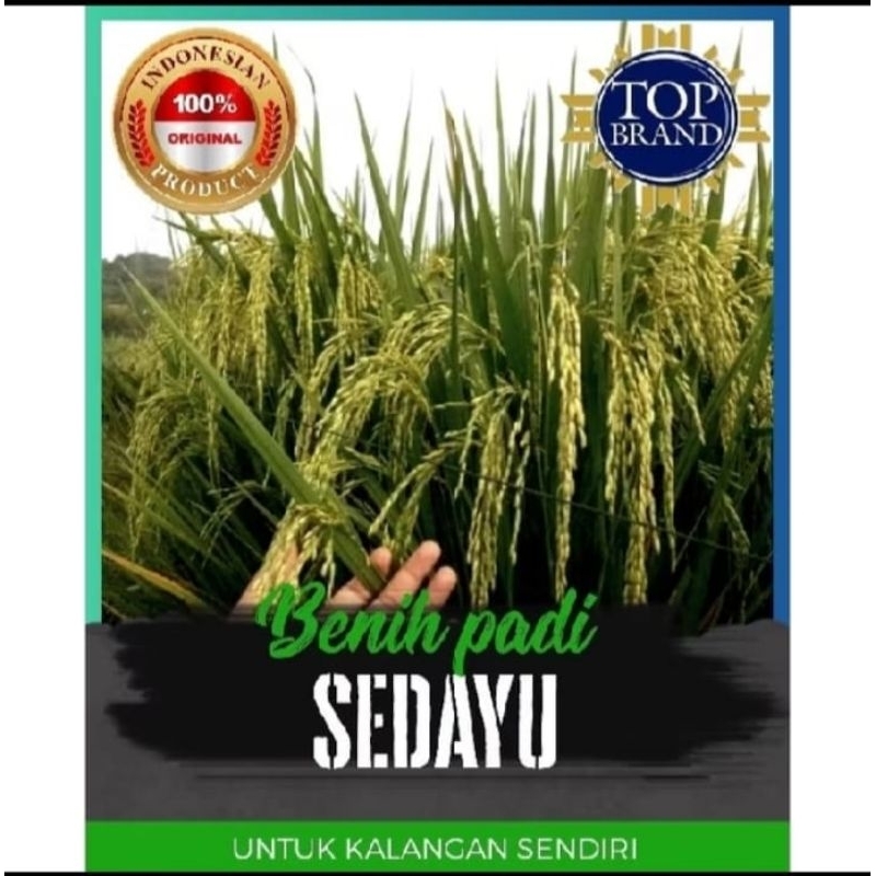 Jual BENIH PADI SEDAYU UNGGUL KEMASAN 1KG | Shopee Indonesia