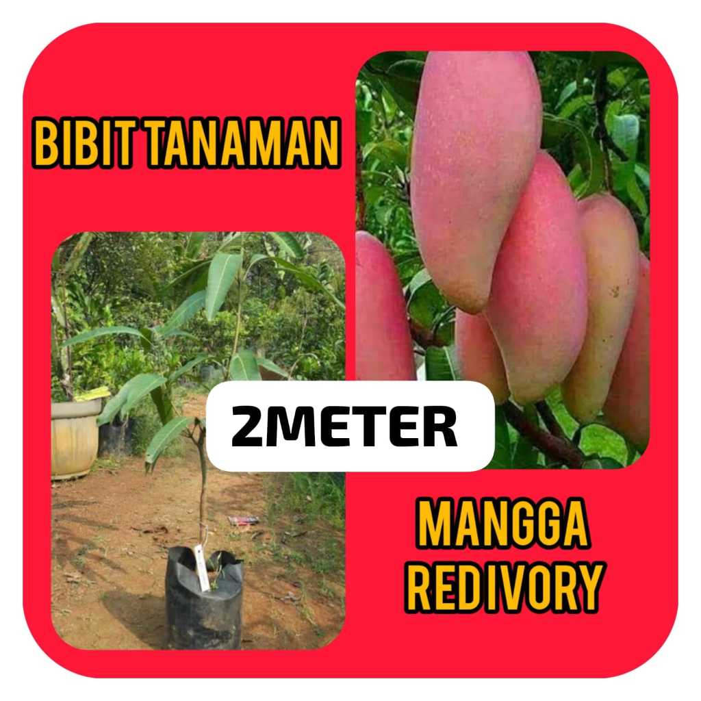 Jual Bibit Mangga Red Ivory 2 Meter | Shopee Indonesia