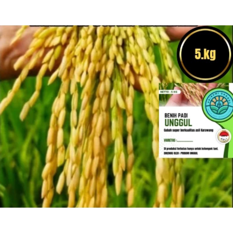 Jual BENIH BIBIT PADI CIHERANG KAPAL TERBANG BERKUALITAS PREMIUM ORIGINAL KEMASAN 5KG | Shopee ...