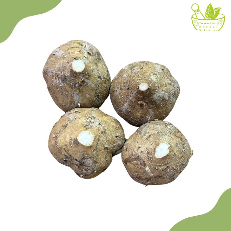 Jual Bengkuang/Bengkoang Segar (500 Gram) | Shopee Indonesia