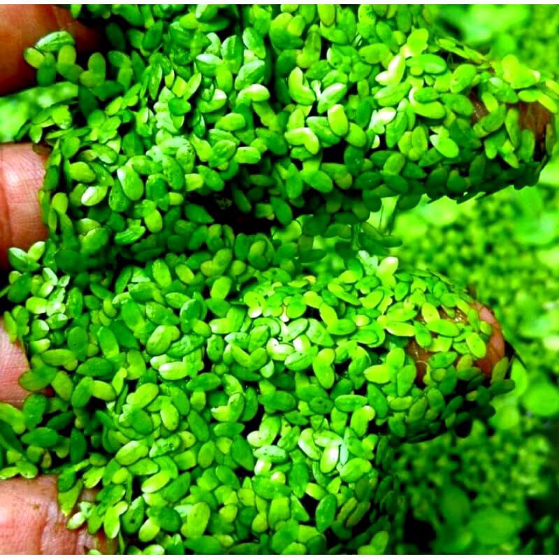 Jual lemna minor/mata lele duckweed | Shopee Indonesia