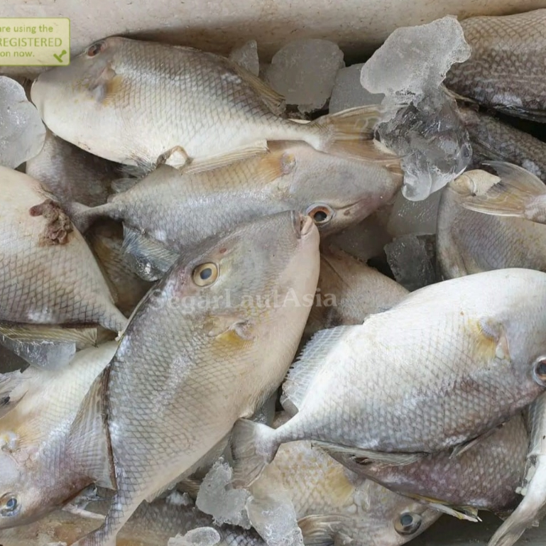 Jual Ikan Ayam Ayam Ikan Etong Segar 1Kg | Shopee Indonesia