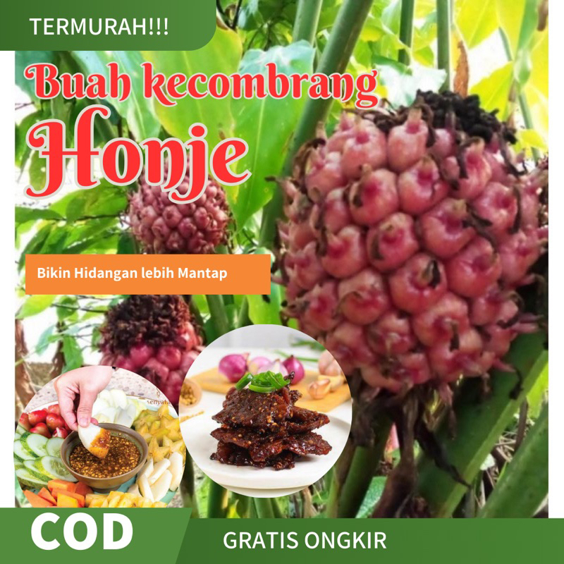 Jual HONJE BUAH DAN BUNGA KECOMBRANG | Shopee Indonesia