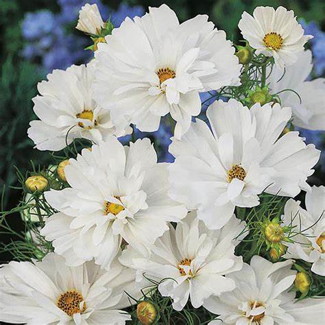 Jual Biji Bunga Cosmos Psyche White "Bunga Berkerut dan Masa Berbunga ...
