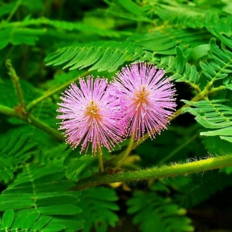 Jual Tanaman putri malu,bibit tanaman putri malu tanaman mimosa pudica ...