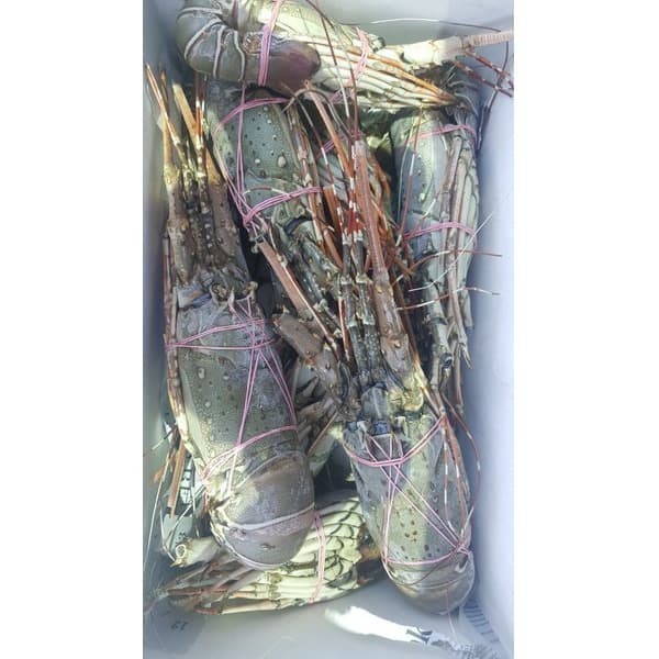 Jual Lobster Frozen Seafood Laut ukuran Besar / Super - 1kg Kualitas ...