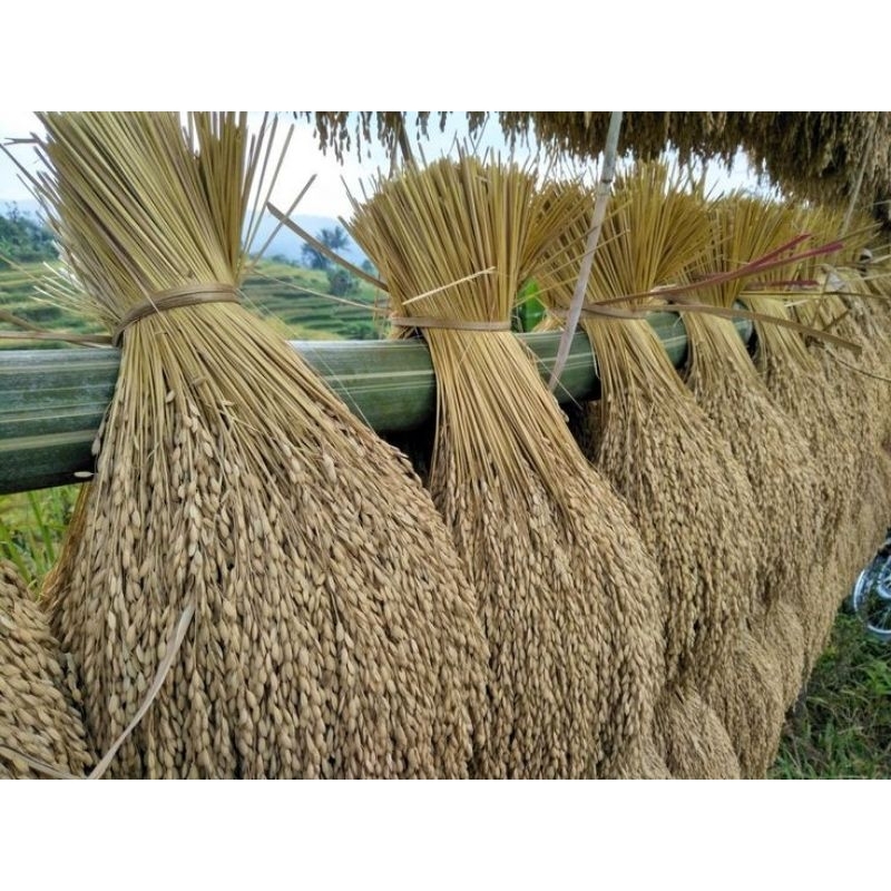 Jual Padi Ketan Hitam Bertangkai Padi Ketan Hitam Ranggeuy 100 Tangkai ...