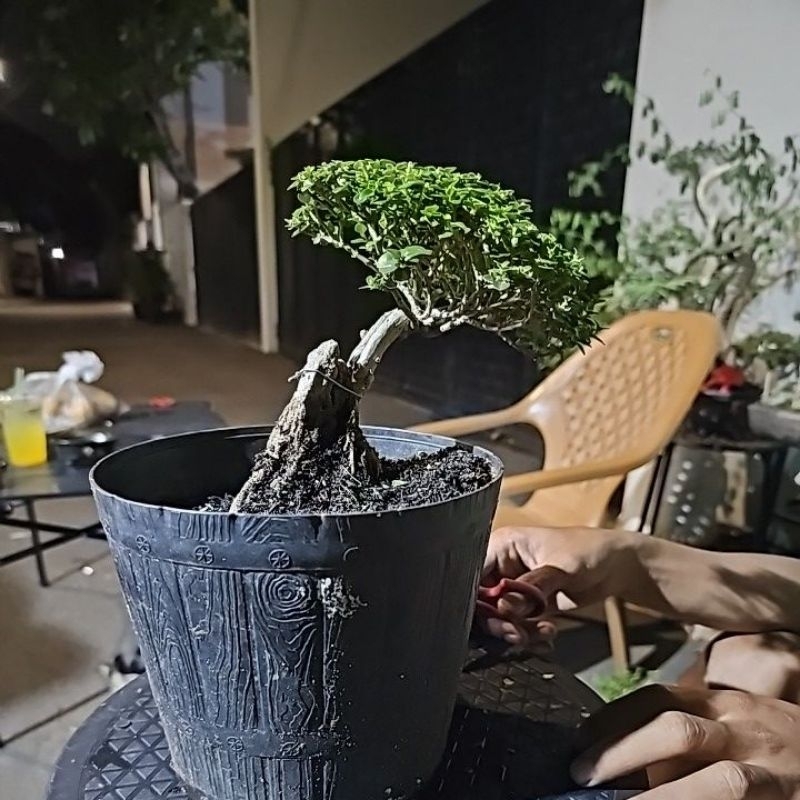 Jual sancang | Shopee Indonesia