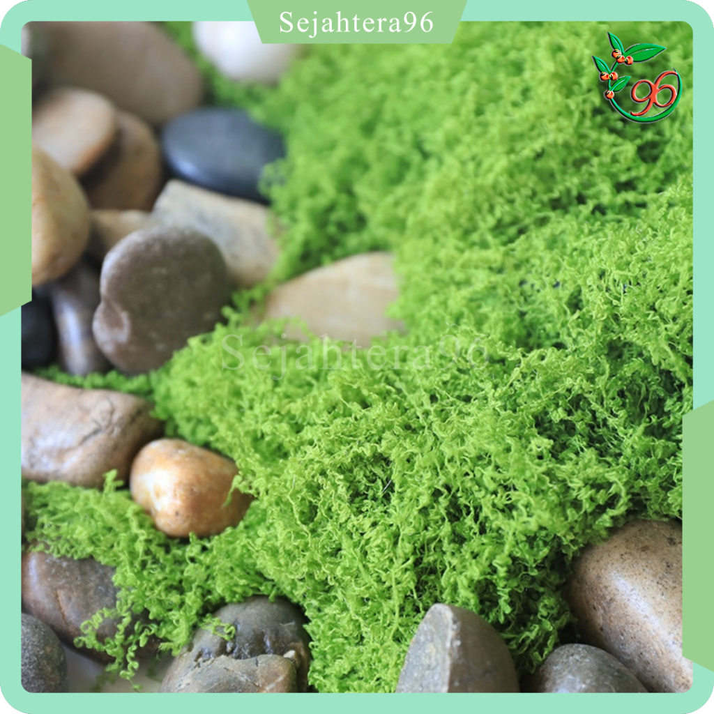 Jual LUMUT ABADI / MOSS DRIED / LUMUT AWETAN / DEKORASI MOSS / EKORASI ...