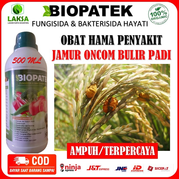 Jual obat semprot atasi jamur oncom pada bulir padi - BIOPATEK ...
