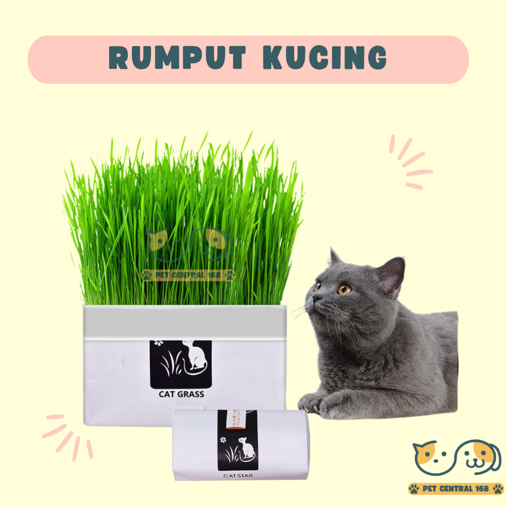 Jual Rumput Kucing Paket Tumbuh Benih Gandum Premium Cat Wheat Grass ...