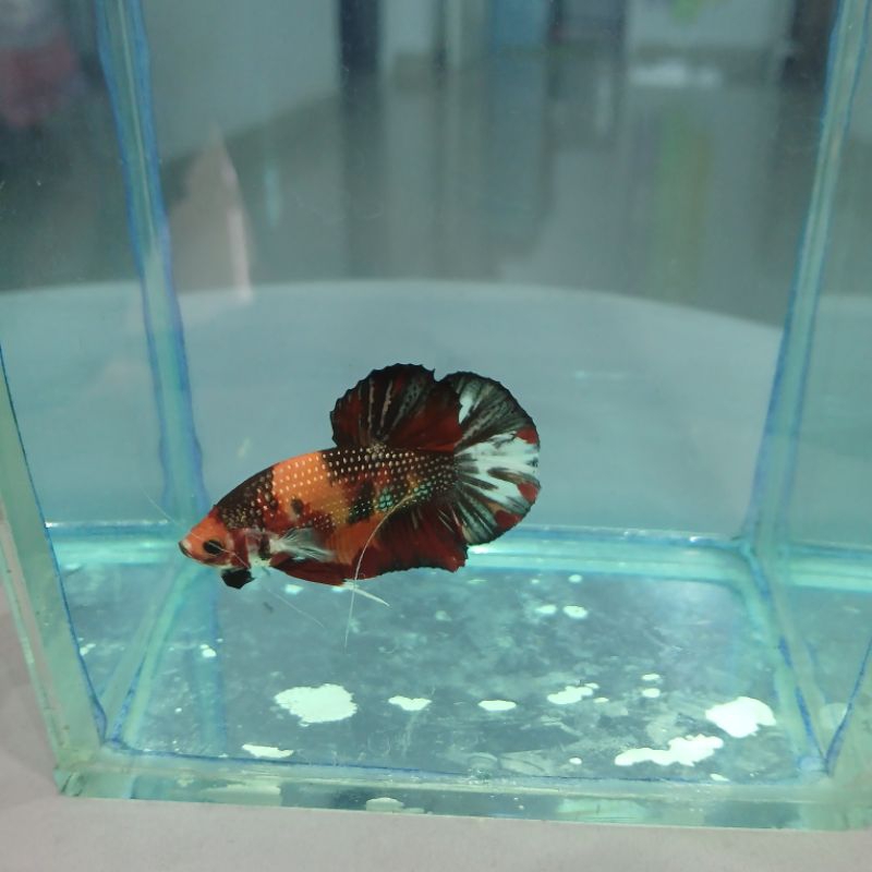Jual Hiasan Aquarium Plakat Galaxy Multicolour ( Cupang ) | Shopee ...