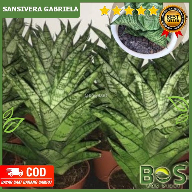 Jual Bosplant - Tanaman Hias Indoor Outdoor Sansivera Gabriela Sansi ...