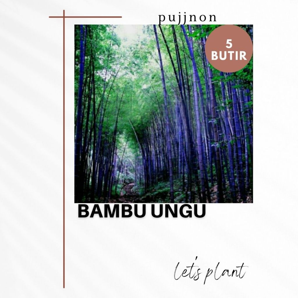 Jual BELI 3 GRATIS 1 Biji Benih Bambu Ungu Purple Bamboo | Shopee Indonesia