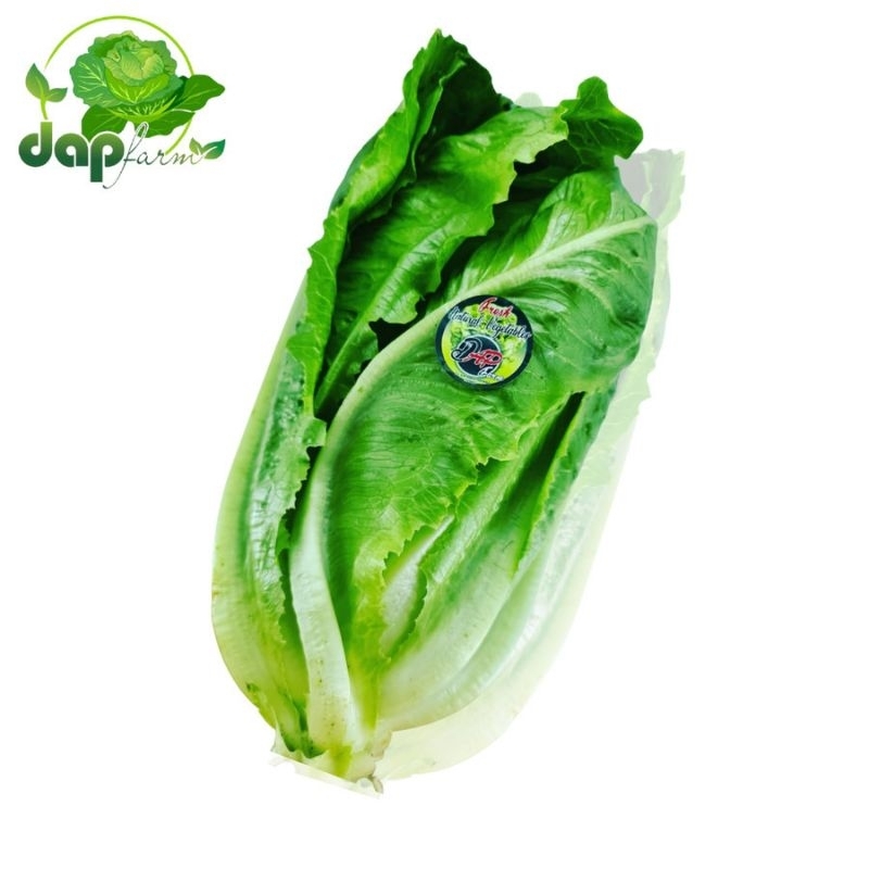 Jual Lettuce Romaine/ Selada Romen/ DAP Farm/ Sayur Segar Jakarta | Shopee Indonesia