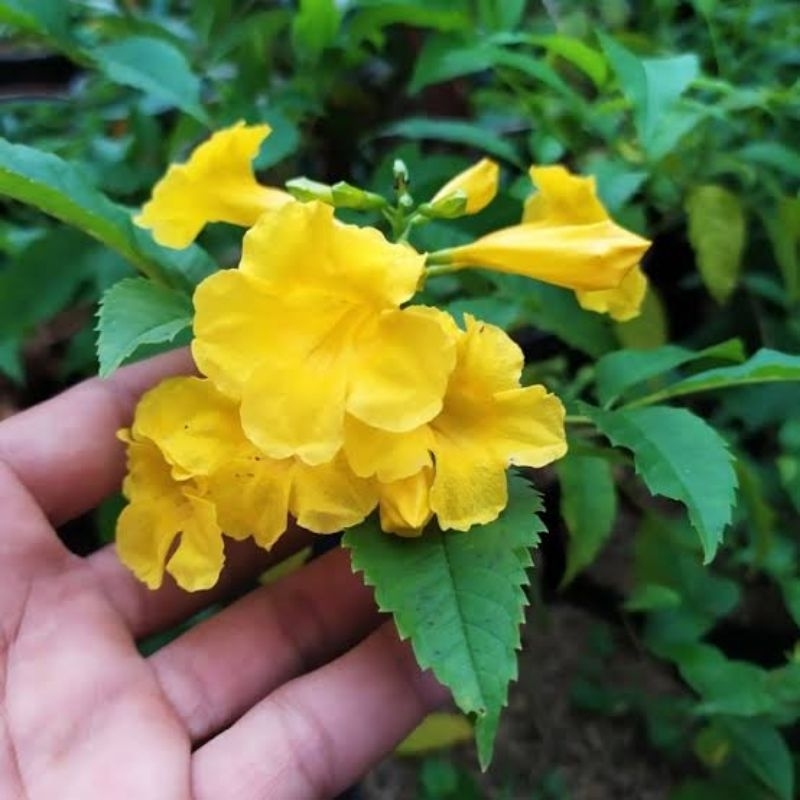 Jual Tecoma Stans Yellow - Tecomaria - Cekomaria Kuning - Tanaman Hias ...