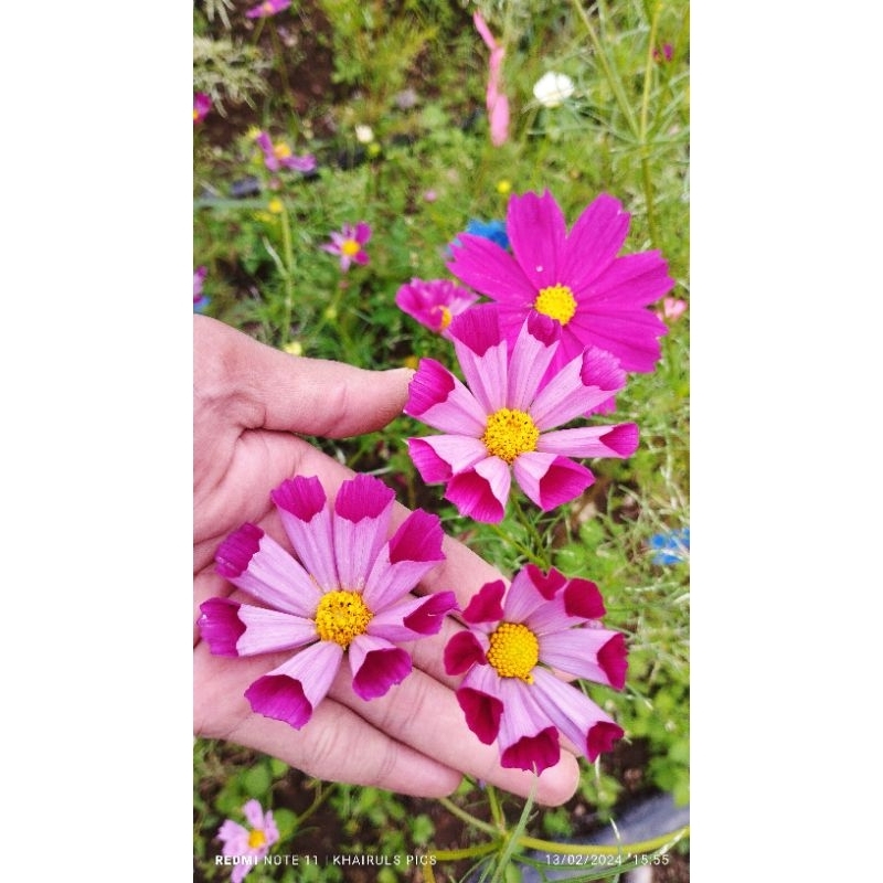 Jual COSMOS SEASHELL RED (Cosmos bipinnatus) Benih/Biji 30 butir Repack ...