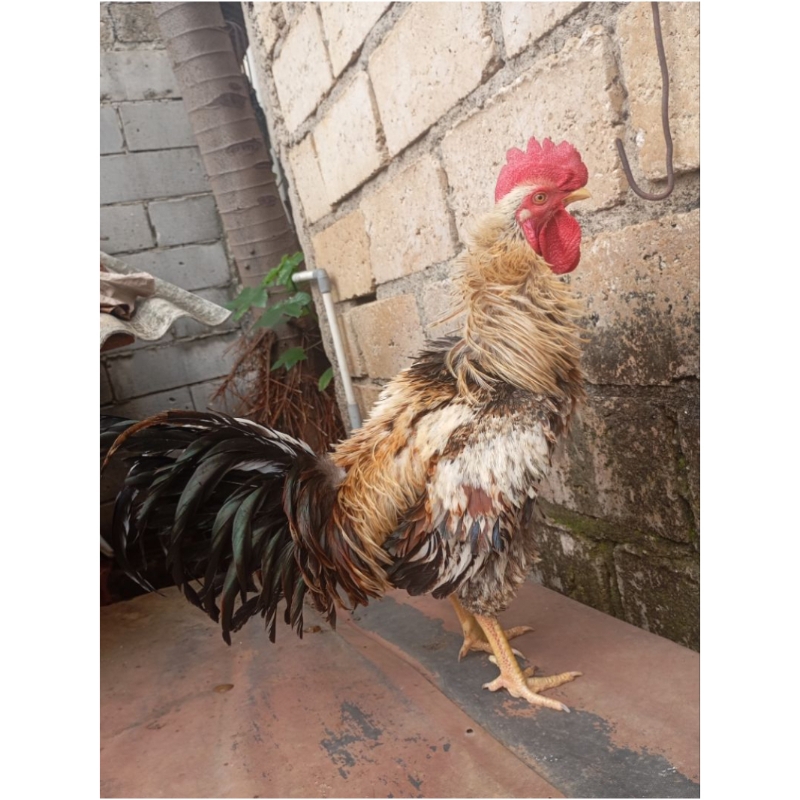 Jual Ayam walik kampung jantan jago semi pancawarna di jakarta | Shopee ...