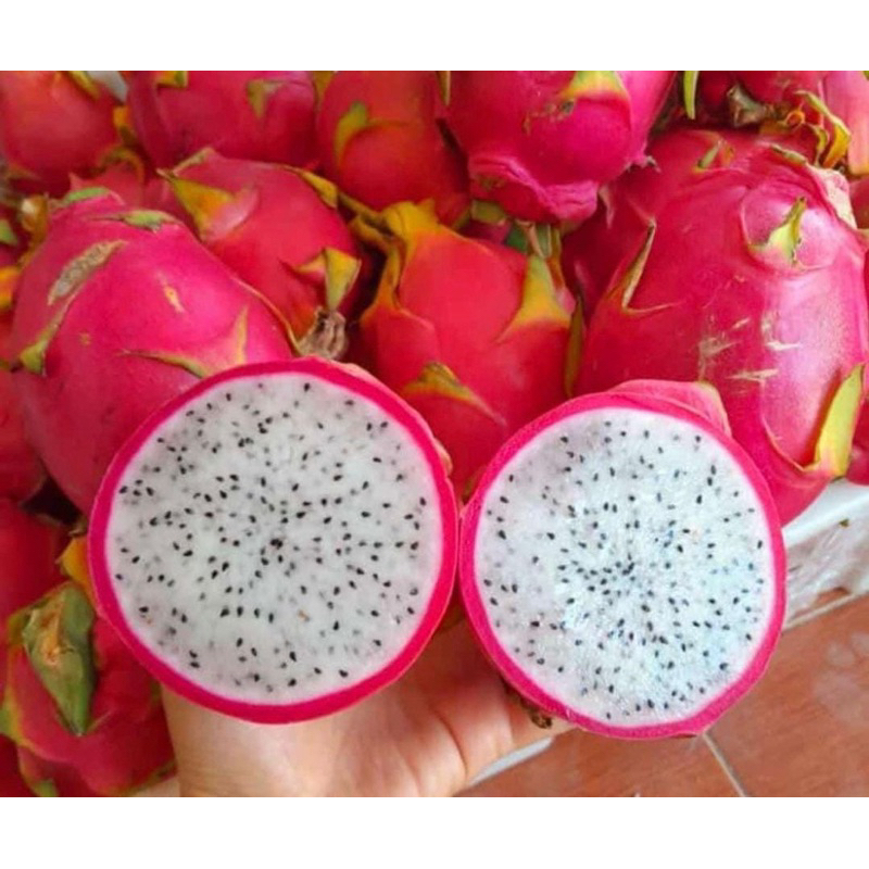 Jual Buah Naga Putih READY STOCK | Shopee Indonesia