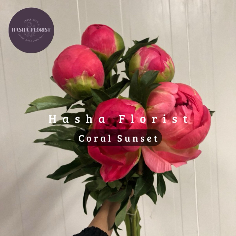 Jual Bunga Import Peony / Peonies Fresh ( Bunga Potong Segar Jakarta ...