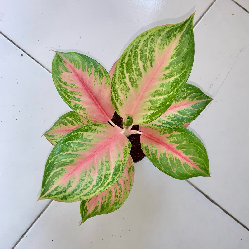 Jual aglaonema gendis | Shopee Indonesia