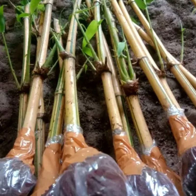 Jual Bibit Bambu Kuning Ampel Kuning | Shopee Indonesia