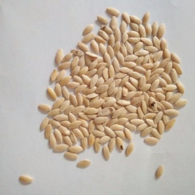 Jual biji benih timun suri mas isi (100) biji | Shopee Indonesia