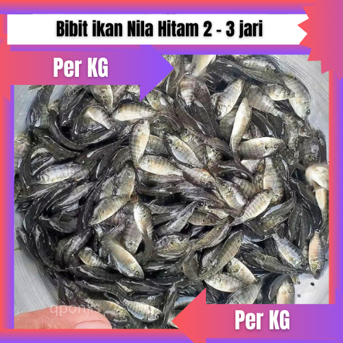 Jual Bibit / benih ikan Nila Hitam 2 - 3 jari Per KG | Shopee Indonesia